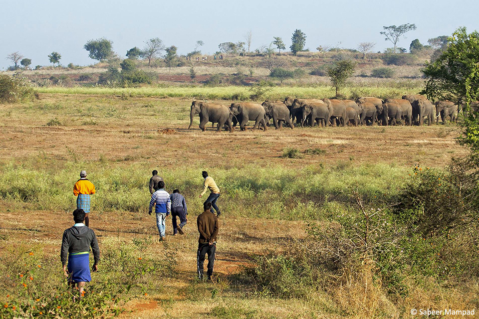 An Elephantine Issue - JLR Explore